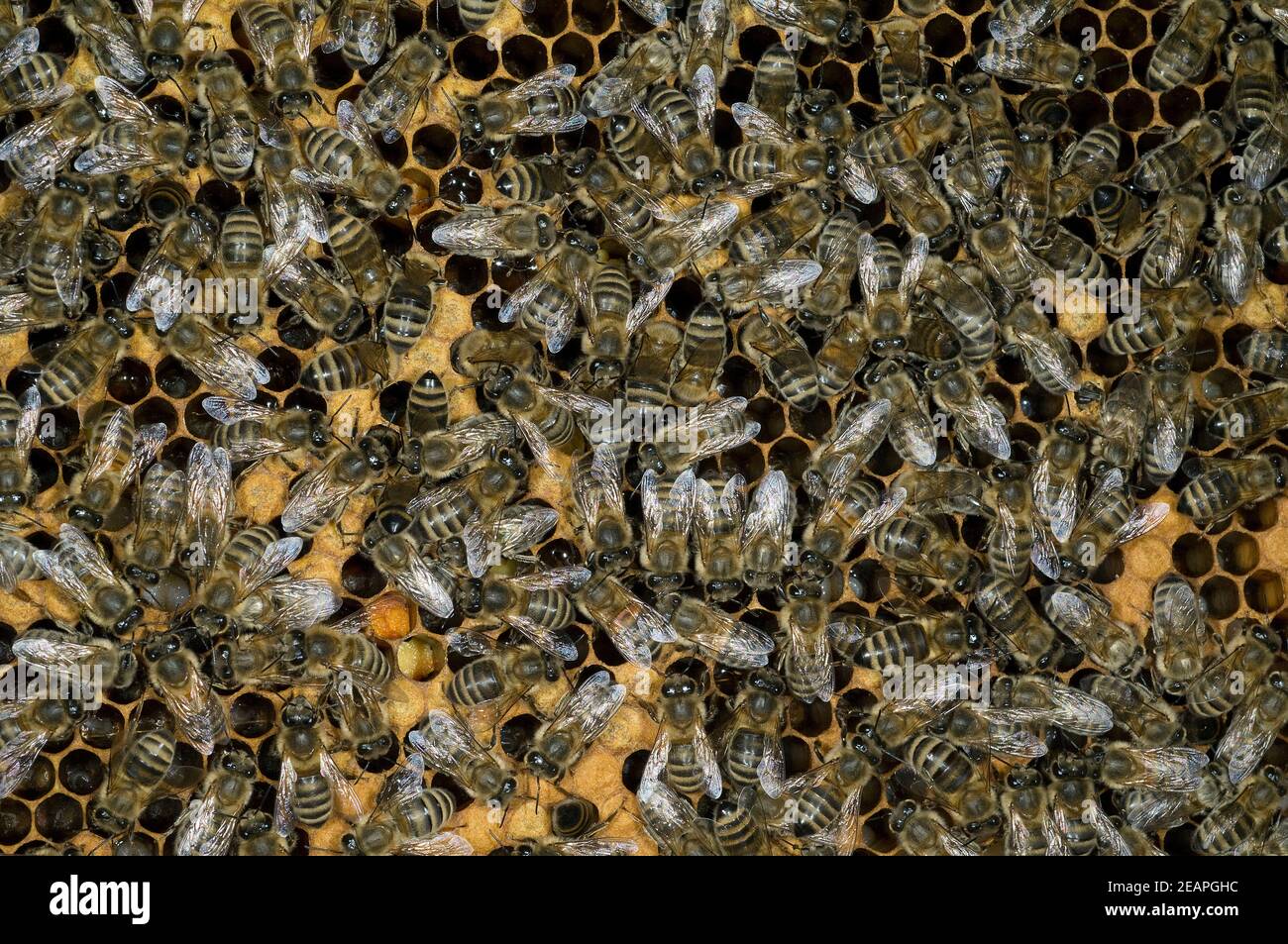 Abeilles bienenhaeuser Banque de photographies et d’images à haute ...