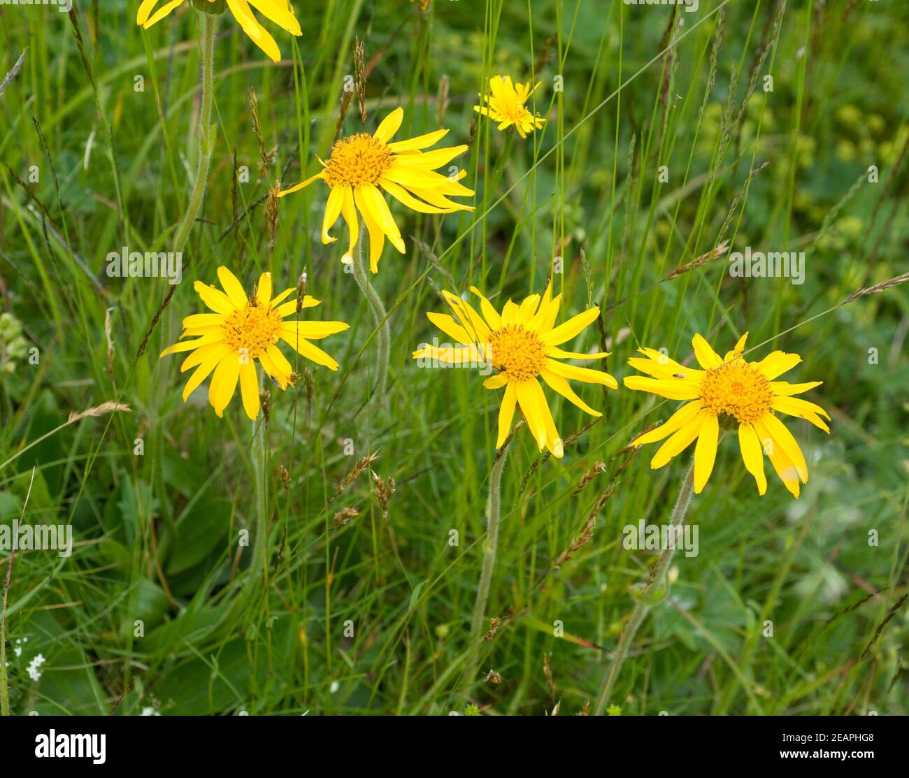 Arnika Banque de photographies et d’images à haute résolution - Alamy