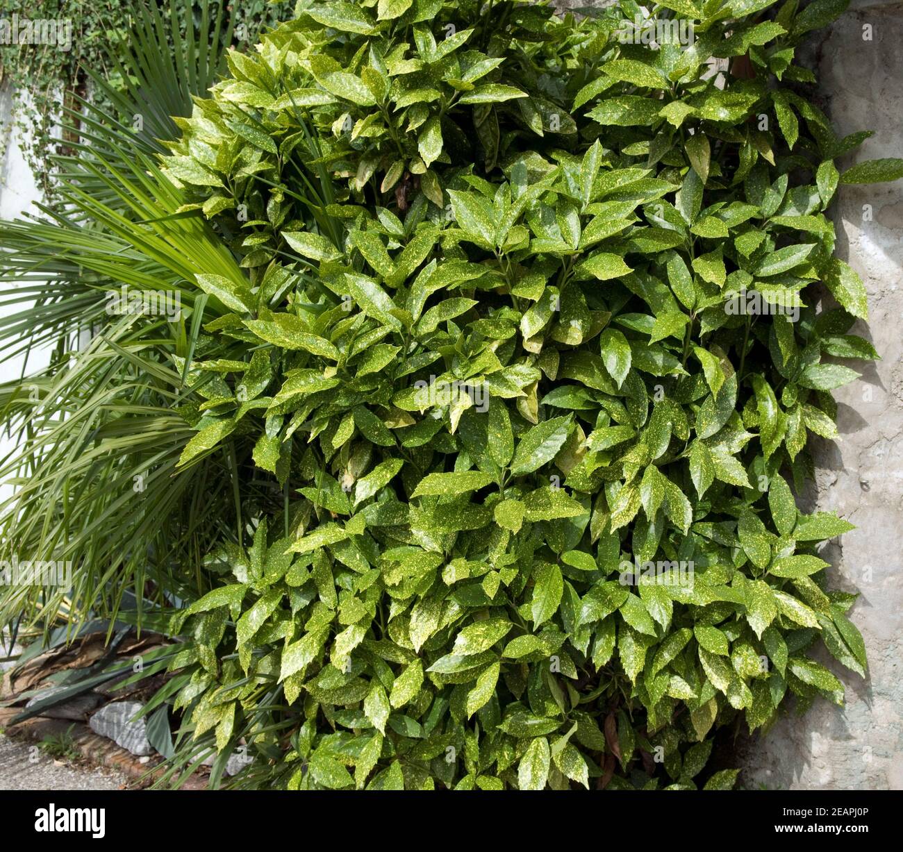 Aucuba japonica Banque de photographies et d’images à haute résolution ...