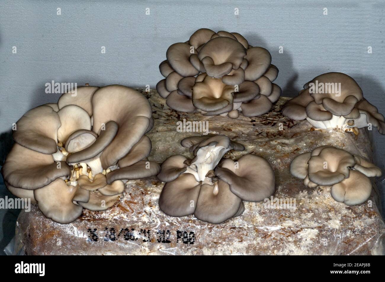 Austernseitling Pleurotus ostreatus Photo Stock - Alamy