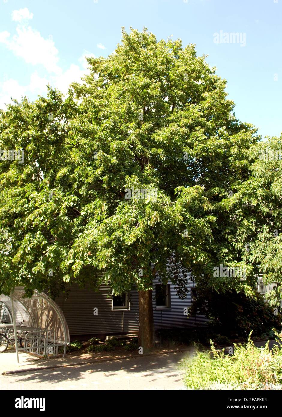 Baum hasel Banque de photographies et d’images à haute résolution - Alamy