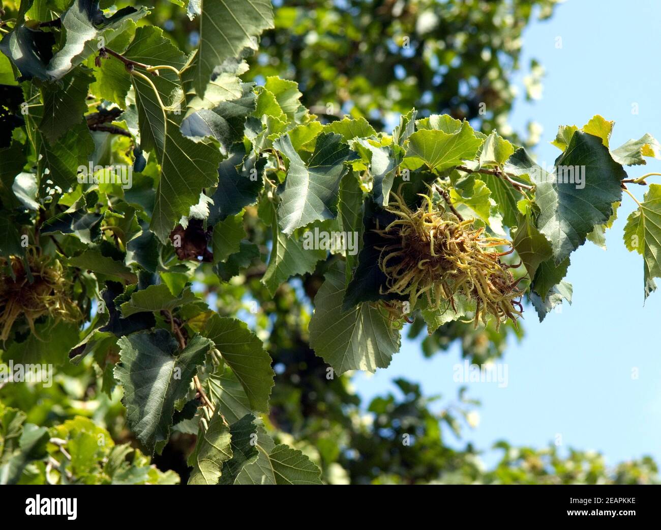 Baum hasel Banque de photographies et d’images à haute résolution - Alamy