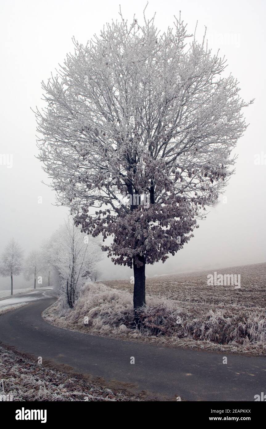 Baum Mit D