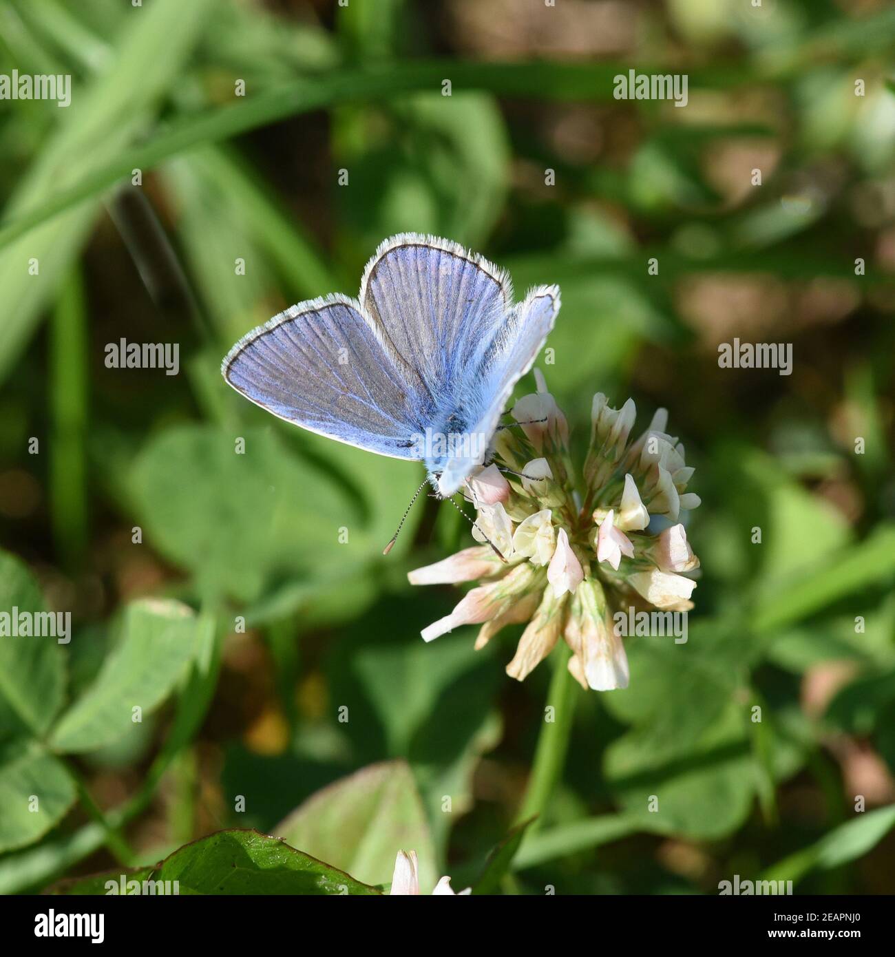 Plebeius Banque de photographies et d’images à haute résolution - Alamy
