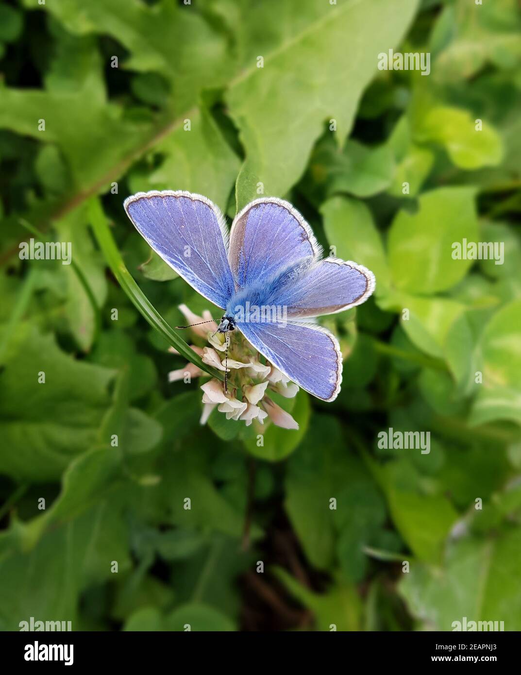 Plebeius Banque de photographies et d’images à haute résolution - Alamy