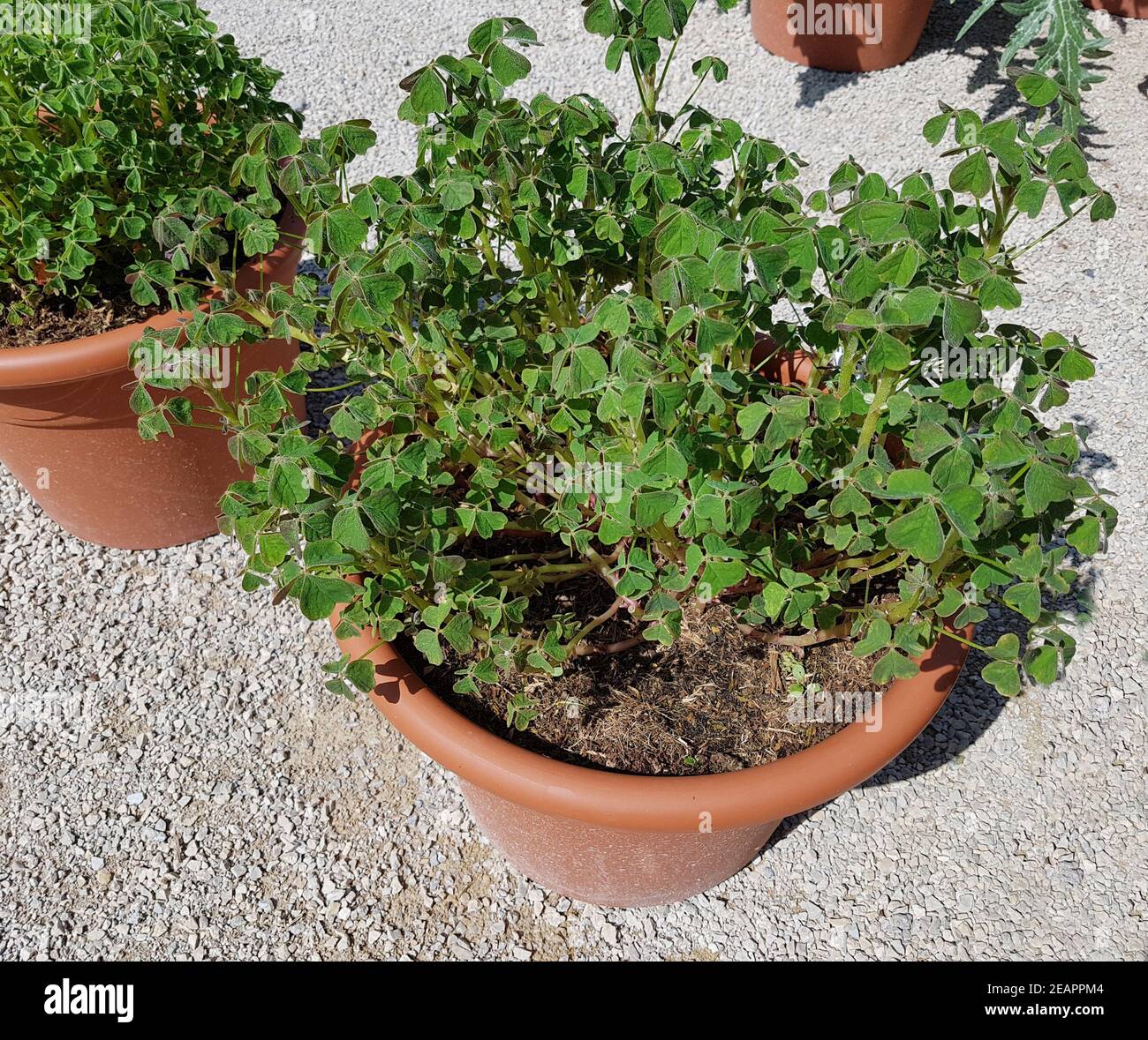 Oka Plants Banque d'image et photos - Alamy