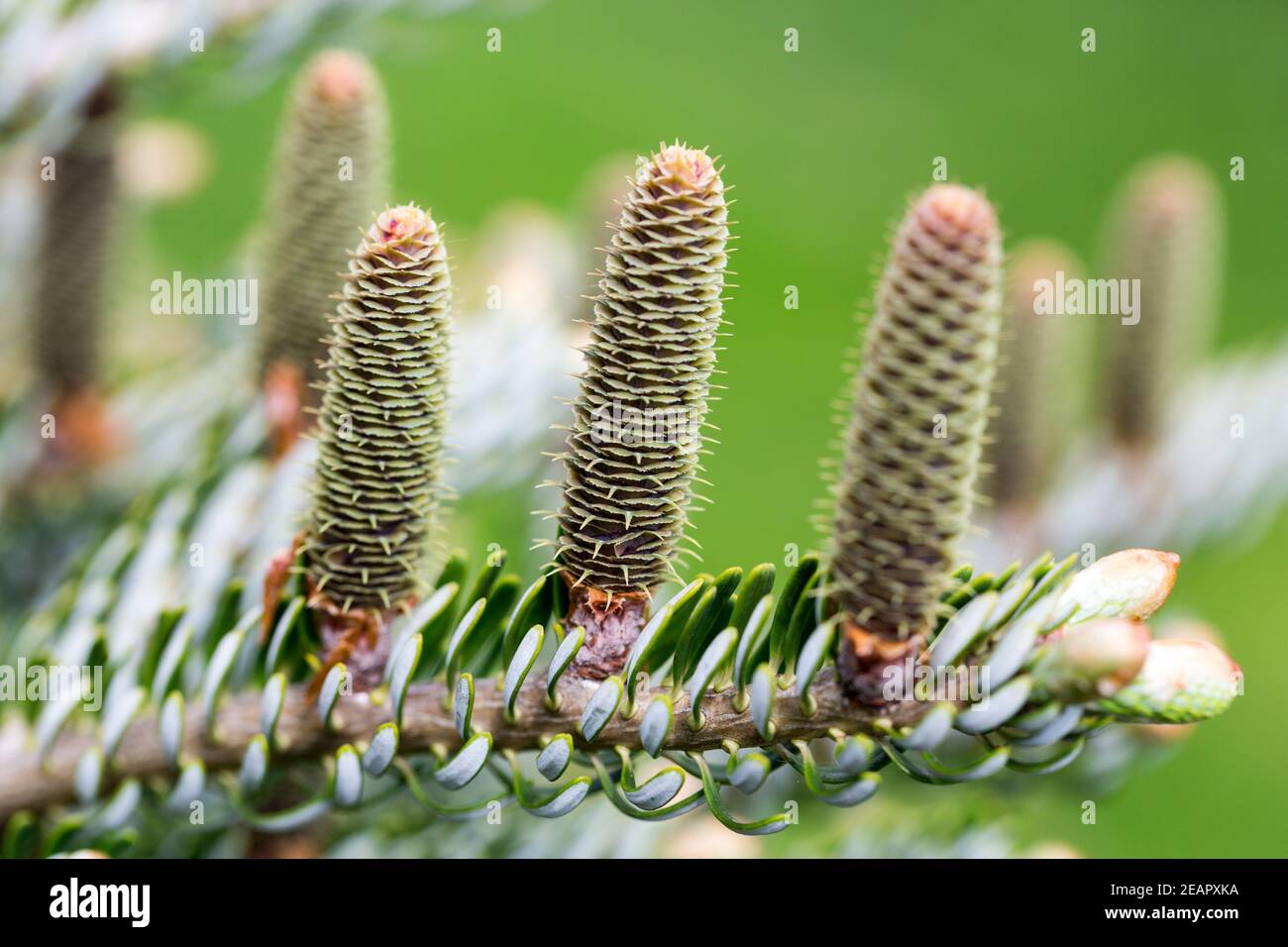 Korean fir abies koreana Banque de photographies et d’images à haute ...