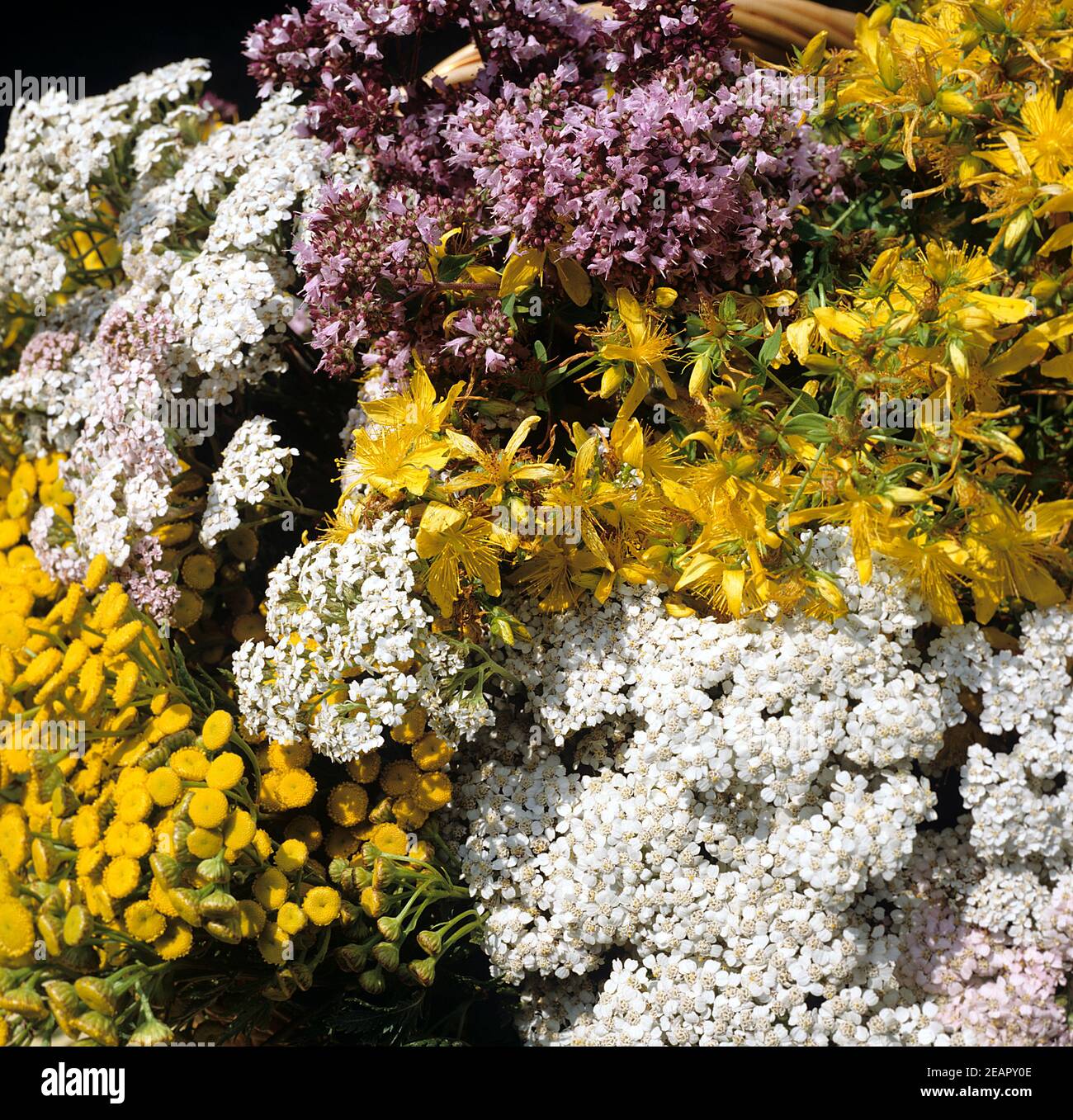 Kra uter Banque de photographies et d’images à haute résolution - Alamy