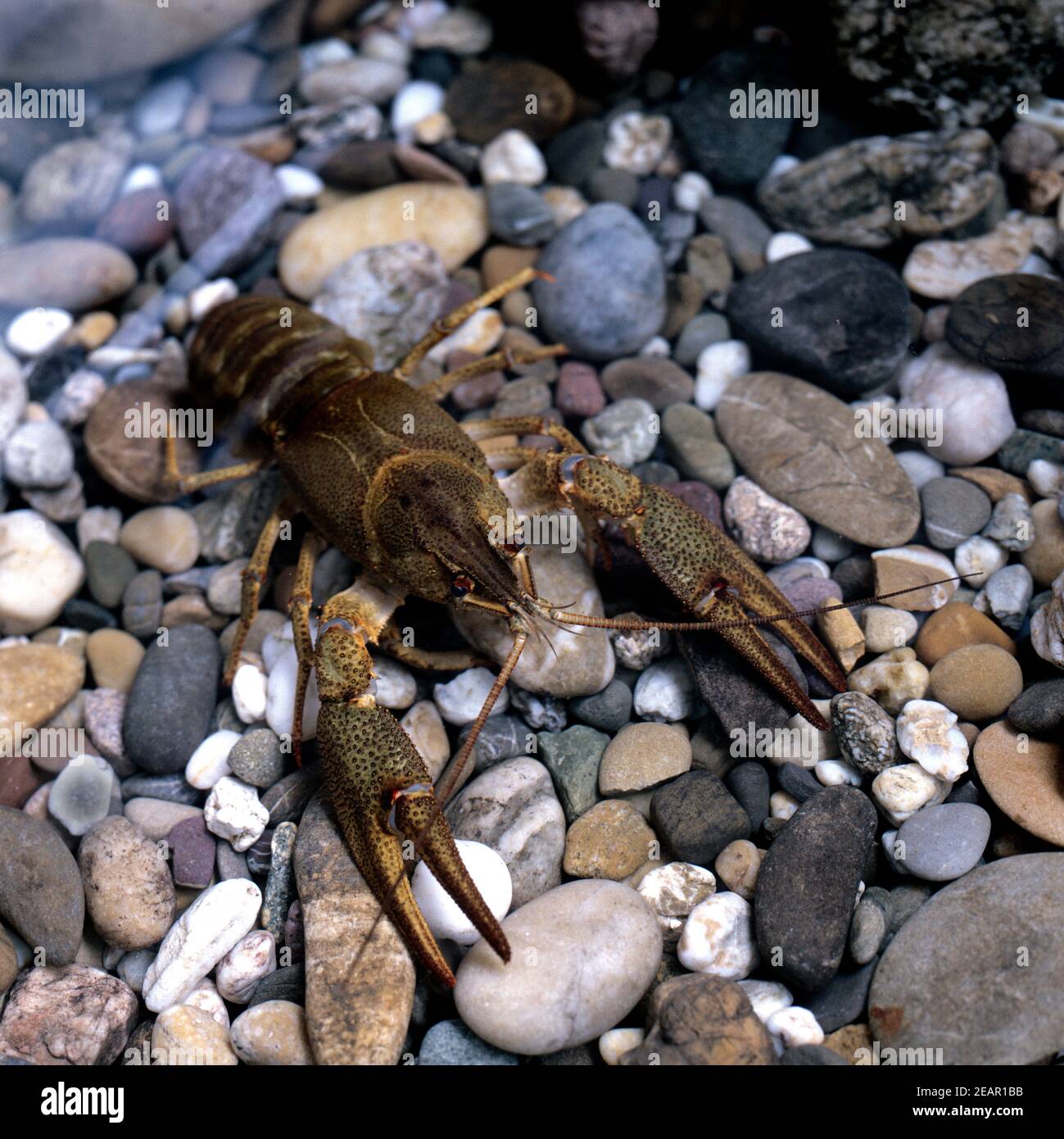 Krebs tier Banque de photographies et d’images à haute résolution - Alamy