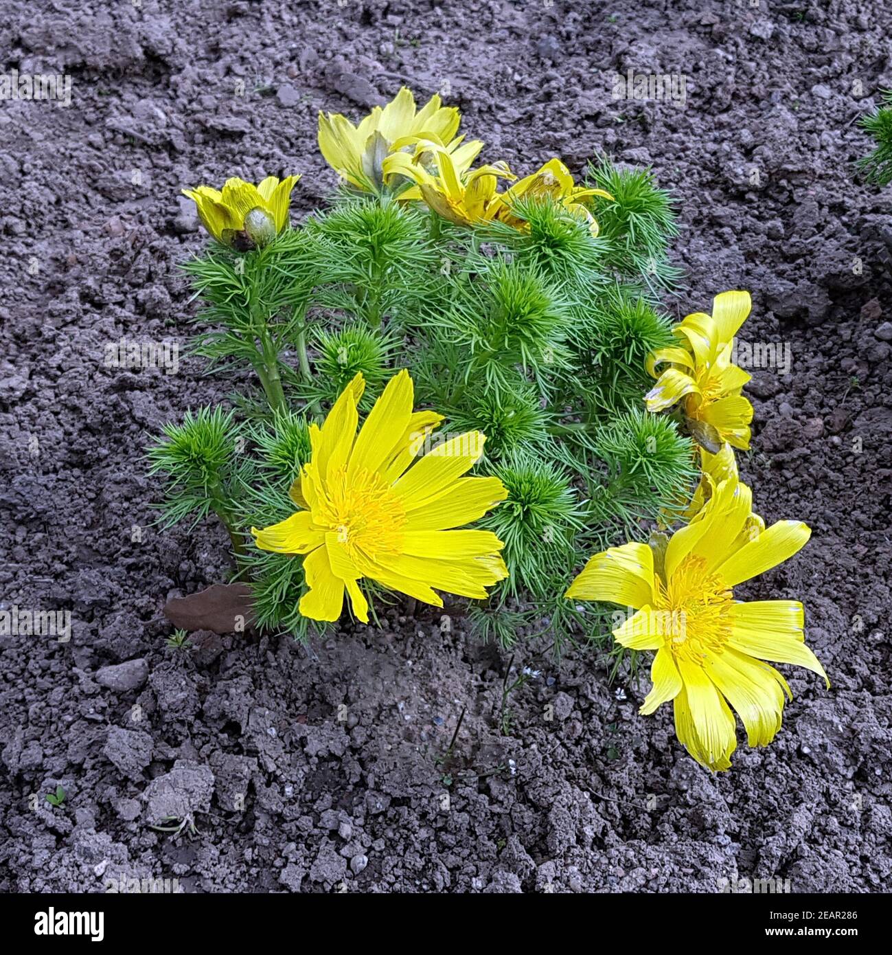 Fruehlings adonisroeschen Banque de photographies et d’images à haute ...