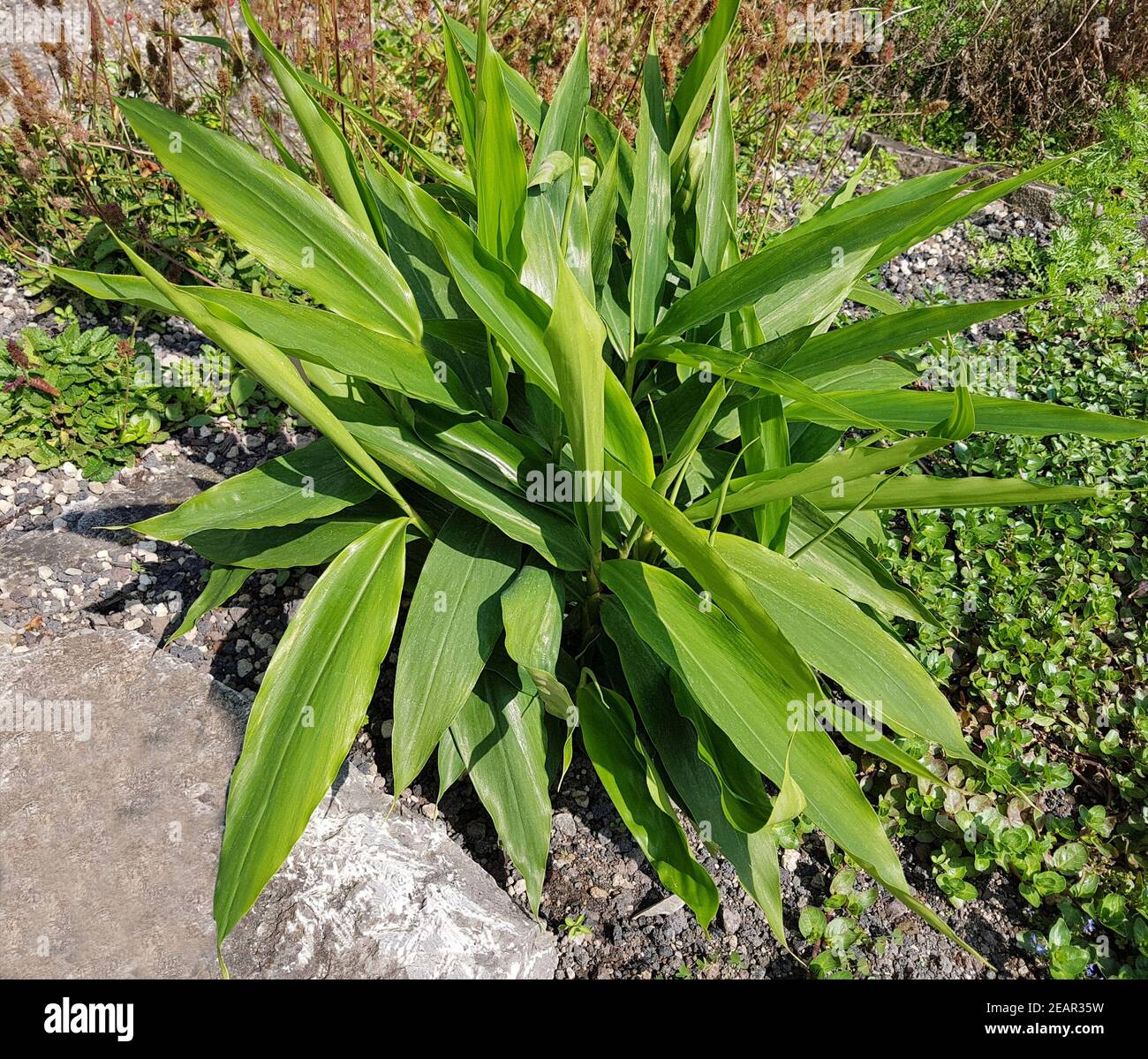 Alpinia officinarum Banque de photographies et d’images à haute ...