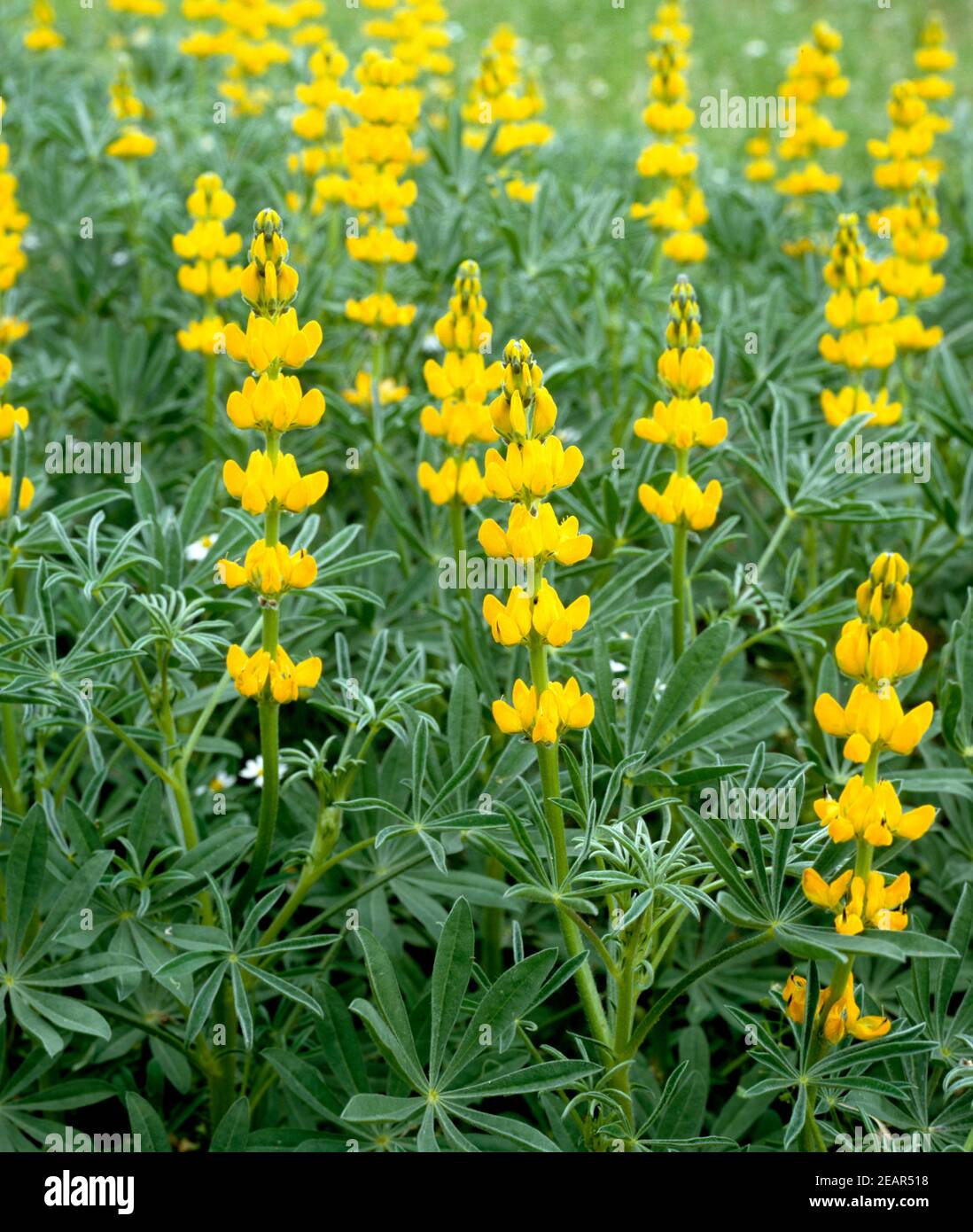 Lupinus luteus Banque de photographies et d’images à haute résolution ...
