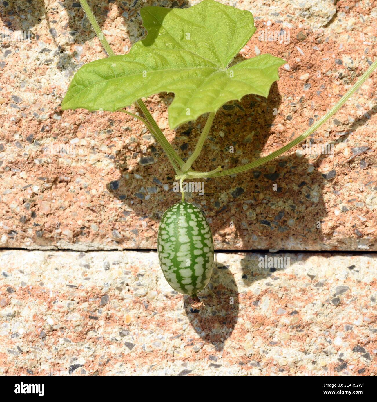 Melothria scabra Banque de photographies et d’images à haute résolution ...