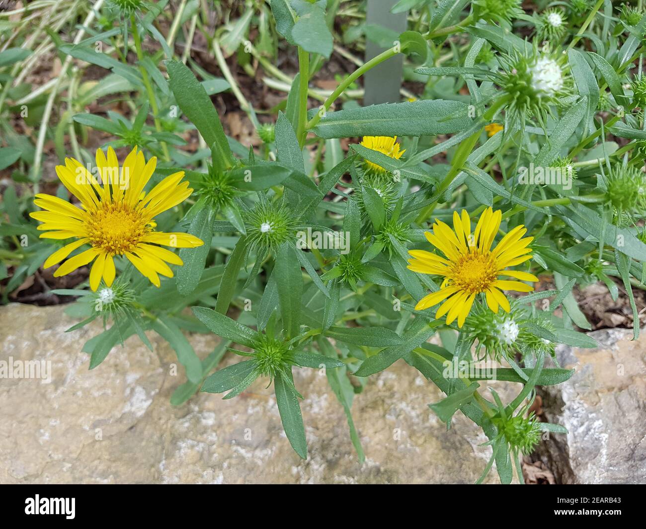 Grindelia robusta Banque de photographies et d’images à haute résolution - Alamy