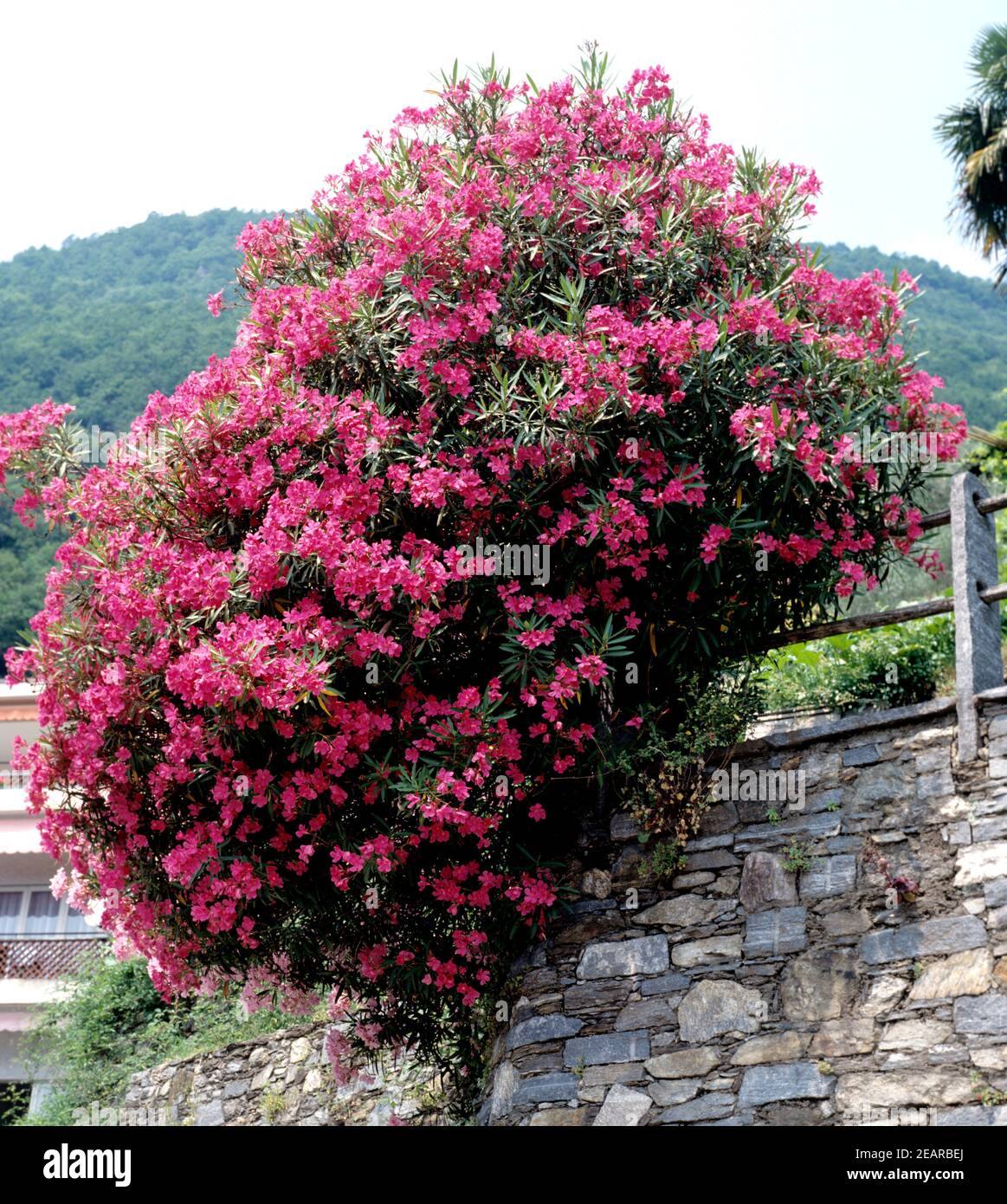 Blumenka bel Banque de photographies et d’images à haute résolution - Alamy