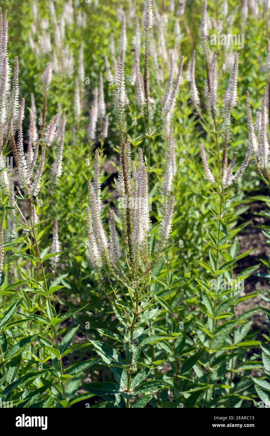 Grosser ehrenpreis Banque de photographies et d’images à haute ...