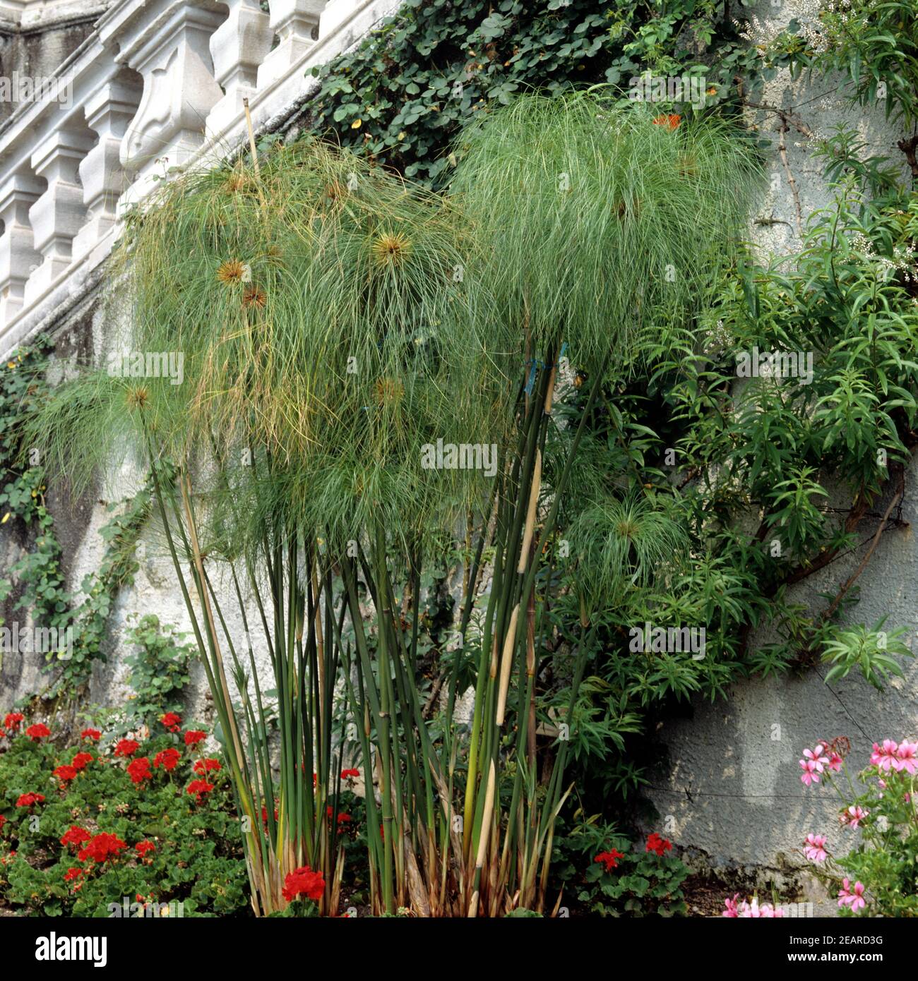 Papyrus cyperus papyrus Banque de photographies et d’images à haute ...