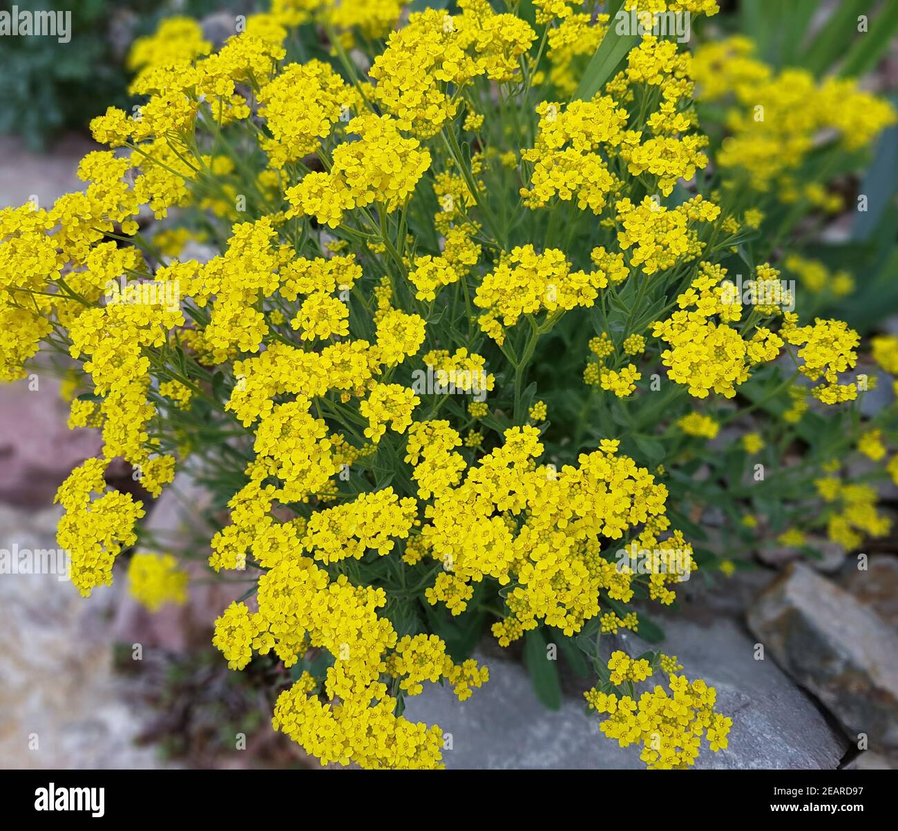 Golden alyssum Banque de photographies et d’images à haute résolution ...