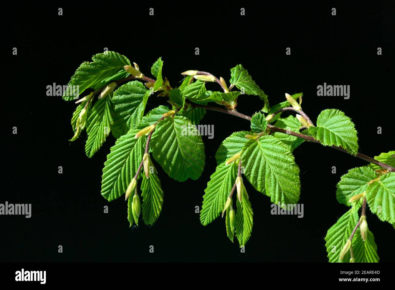 Carpinus betulus hainbuche weissbuche Banque de photographies et d ...