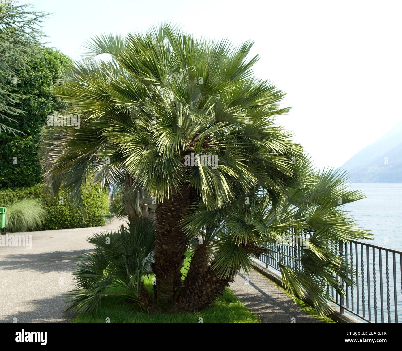 Trachycarpus fortunei Banque de photographies et d’images à haute ...