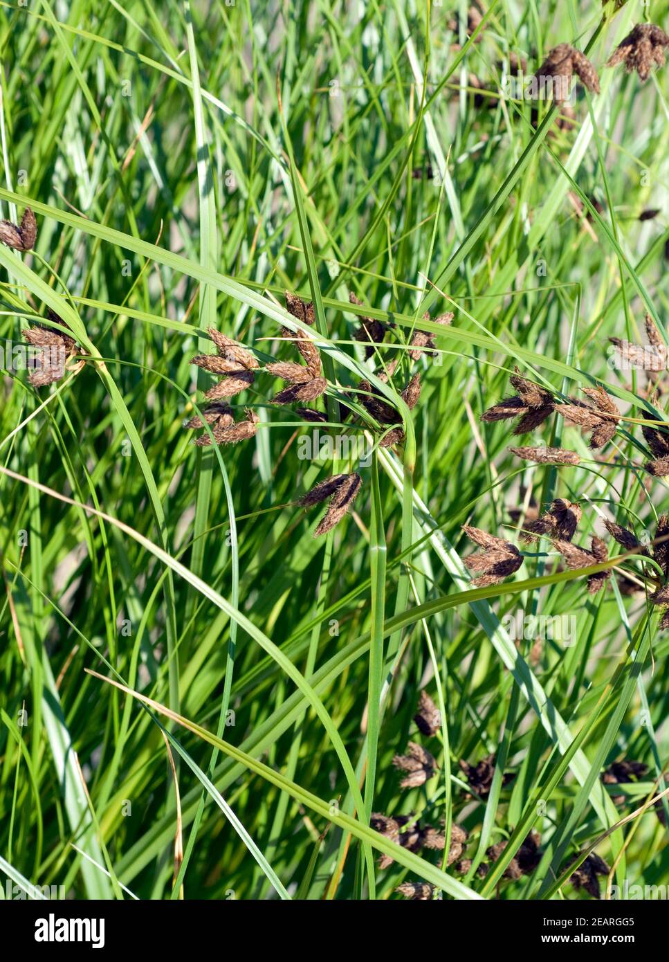 Scirpus maritimus Banque de photographies et d’images à haute ...