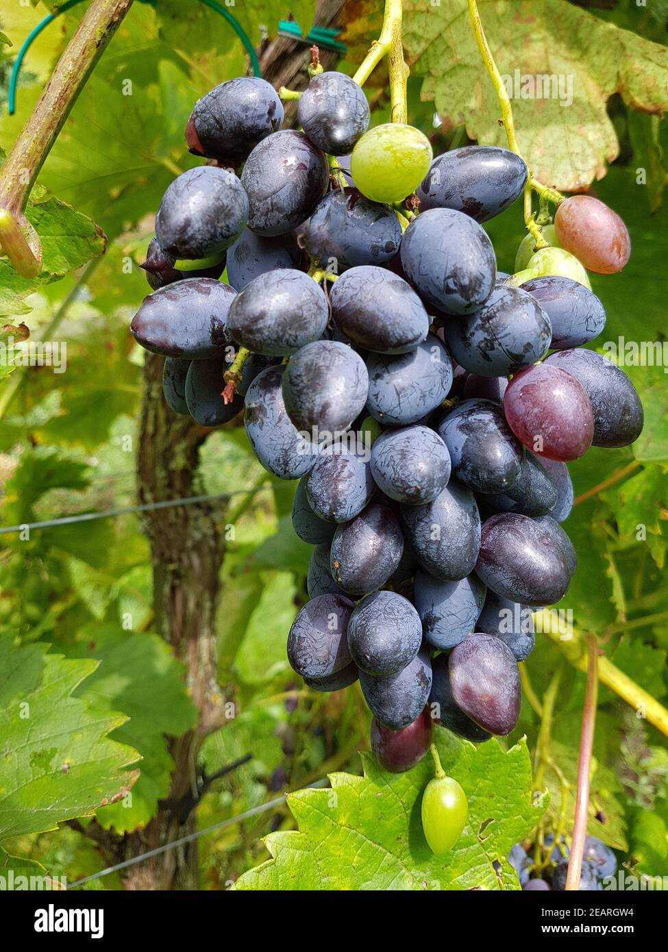 Vine vitis vinifera venus Banque de photographies et d’images à haute ...