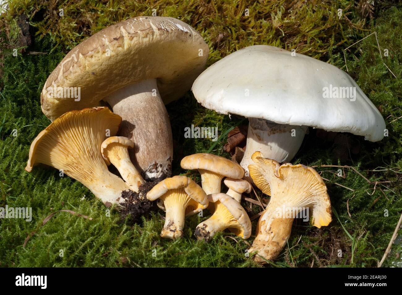 Wiesen champignon et feldegerling ou wiesenegerling Banque de ...