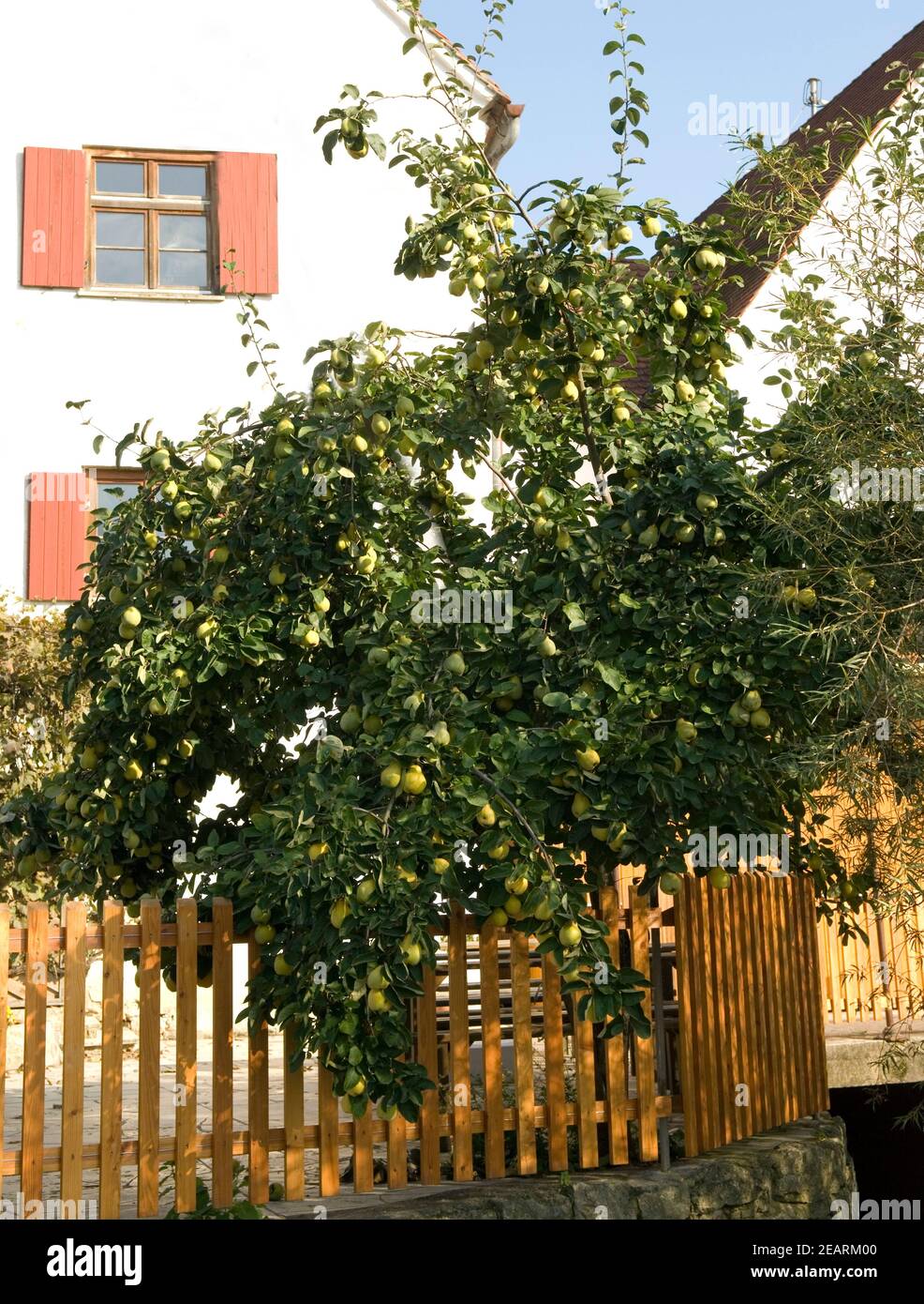 Quitte frucht Banque de photographies et d’images à haute résolution ...