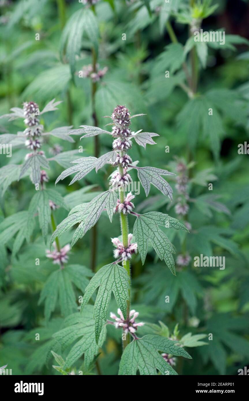 Leonurus Cardiaca Banque d'image et photos - Alamy