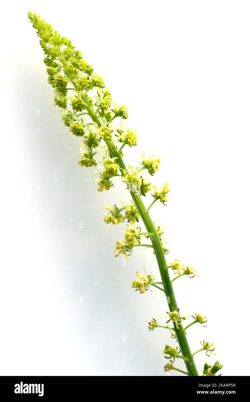 Faerber resede Banque de photographies et d’images à haute résolution ...