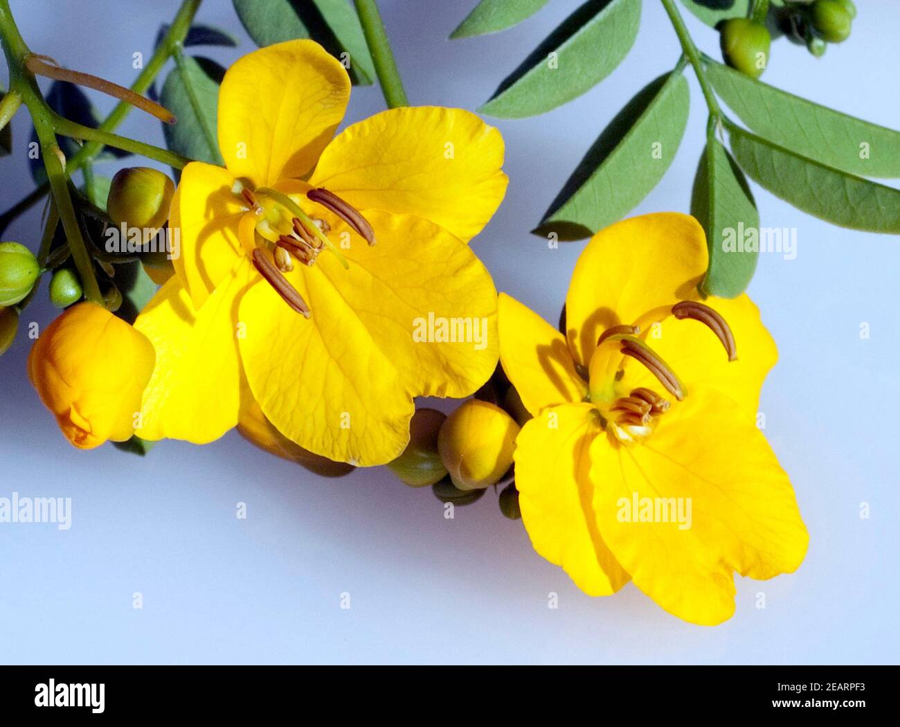 Plante cassia tora Banque de photographies et d’images à haute ...