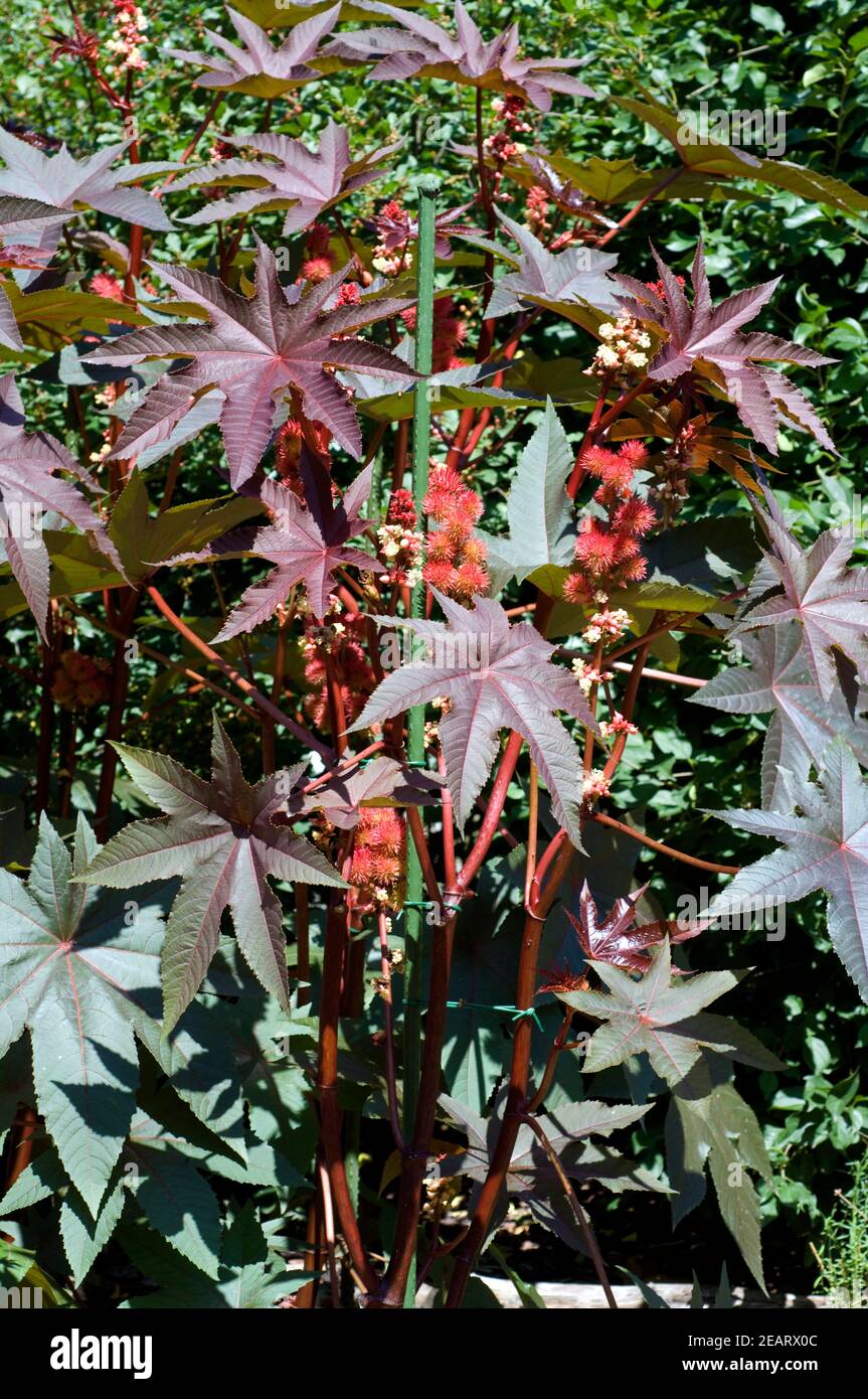 Rizinusbaum oder rizinus ricinus communis Banque de photographies et d ...
