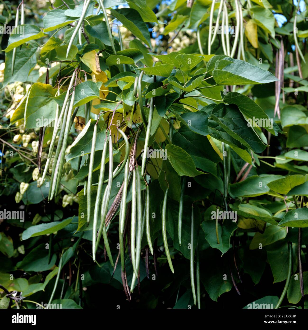 Trompetenbaum catalpa bignonioides Banque de photographies et d’images ...