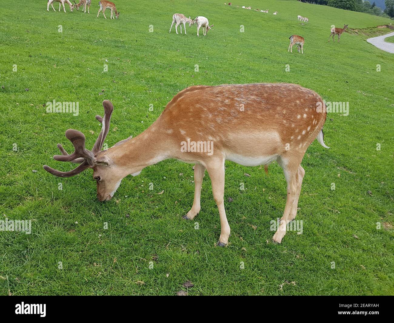 Sika cervus nippon Banque de photographies et d’images à haute ...