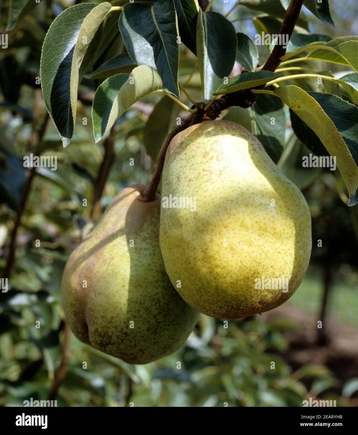 Pyrus communis williams christ Banque de photographies et d’images à ...