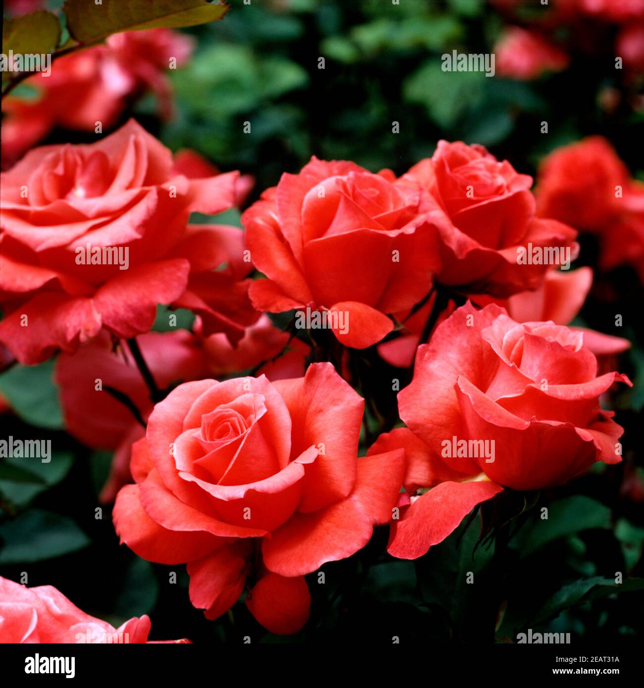 Lady rose Banque de photographies et d’images à haute résolution - Alamy