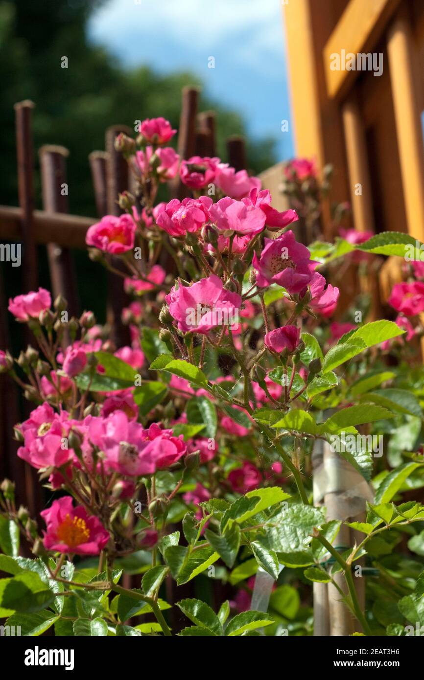 Lisa maria Banque de photographies et d’images à haute résolution - Alamy