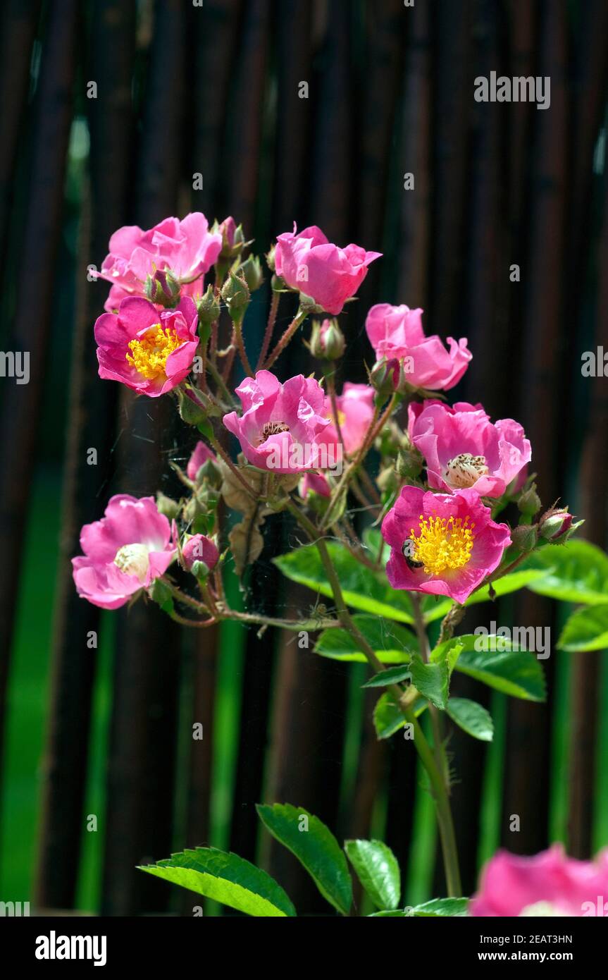 Lisa maria Banque de photographies et d’images à haute résolution - Alamy