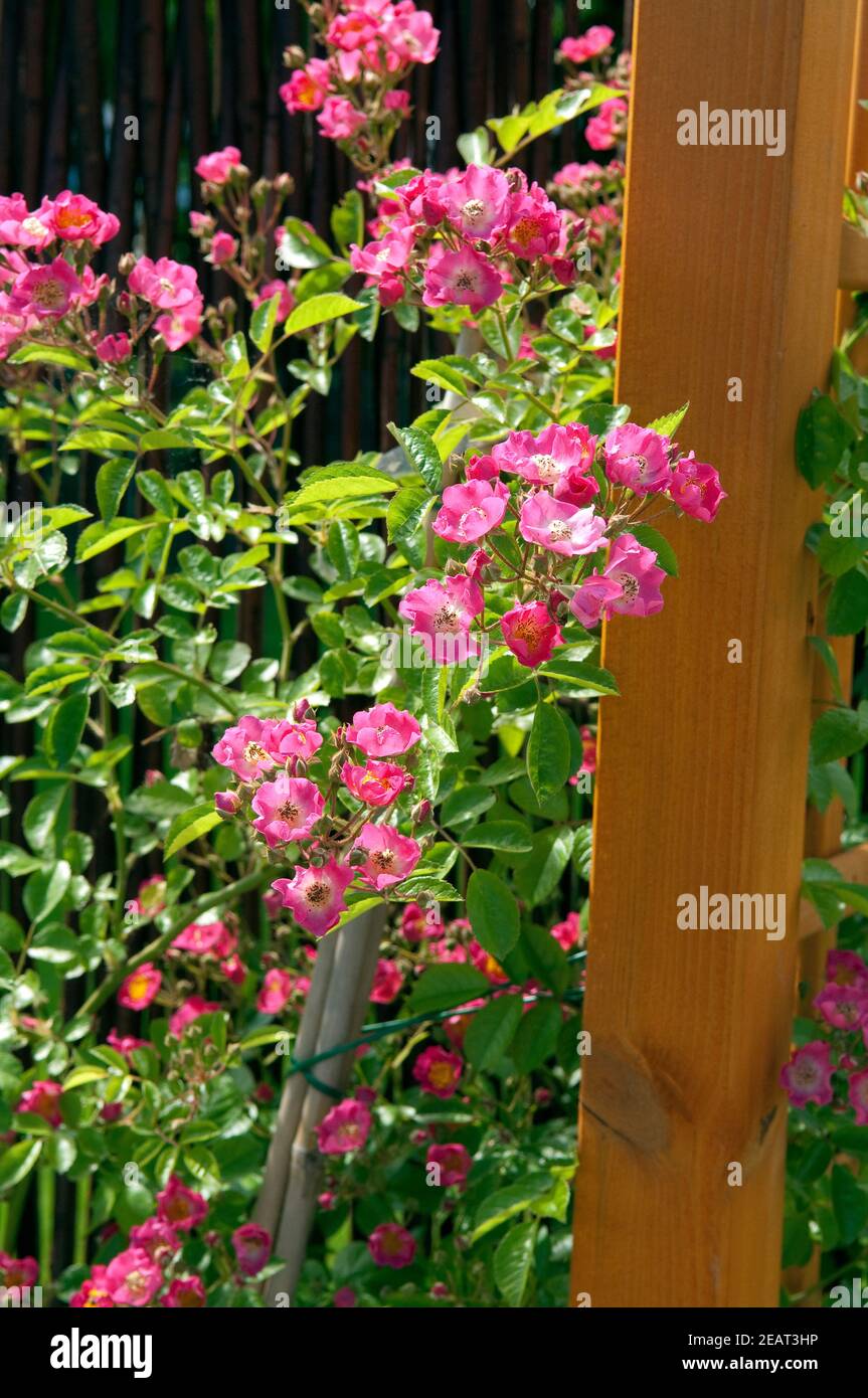 Lisa maria Banque de photographies et d’images à haute résolution - Alamy