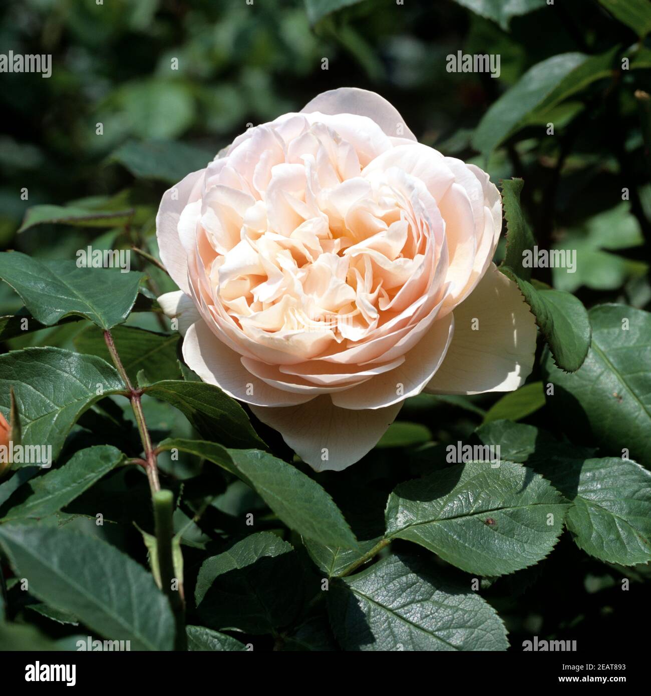Rosa sweet juliet rose Banque de photographies et d’images à haute ...