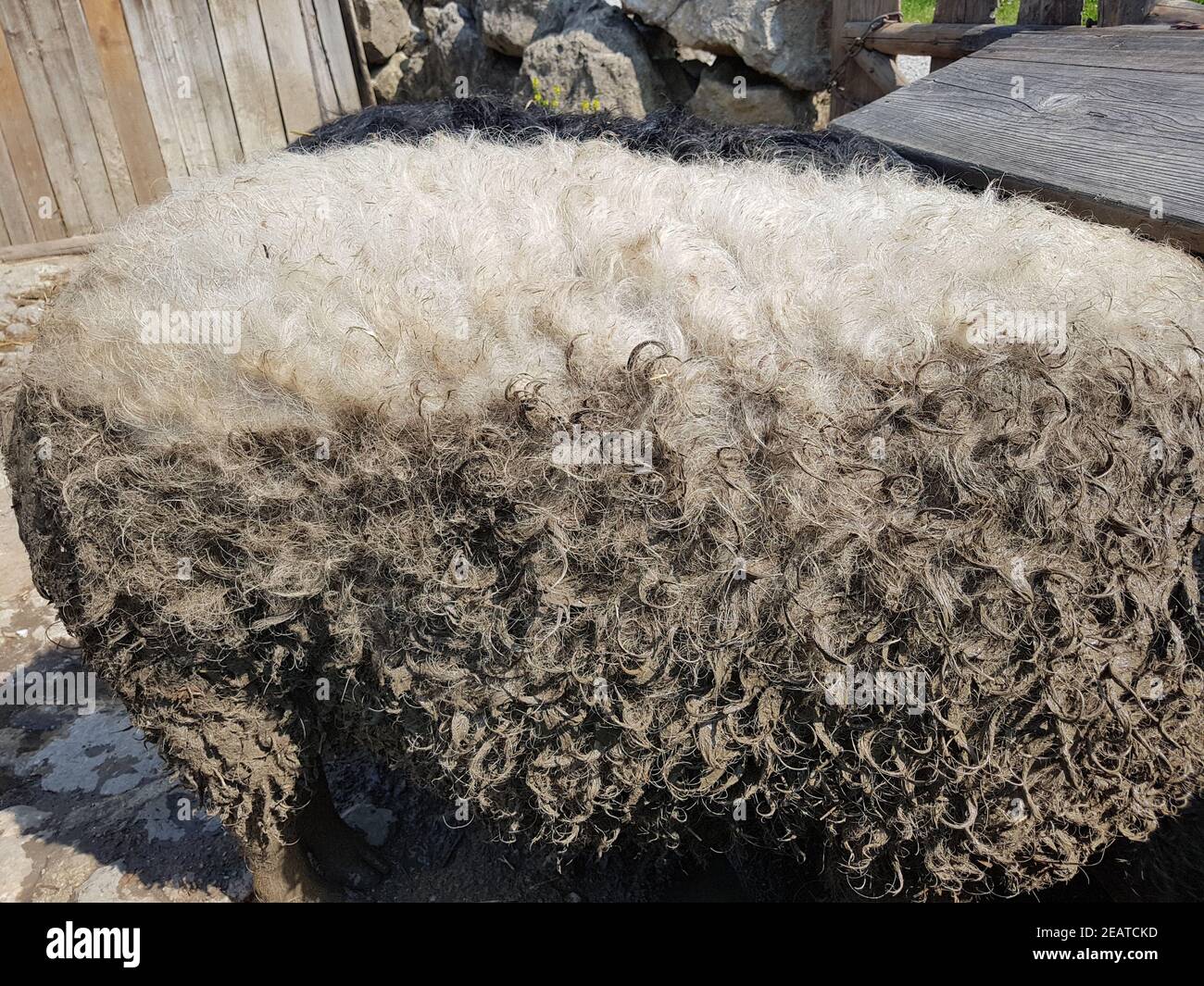 Mangalitza Schwein Banque d'image et photos - Alamy