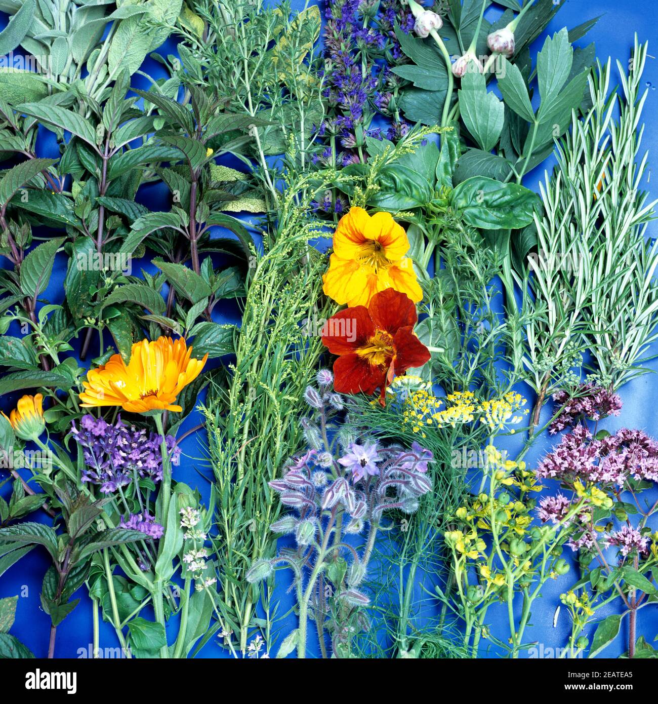 Kra uter Banque de photographies et d’images à haute résolution - Alamy