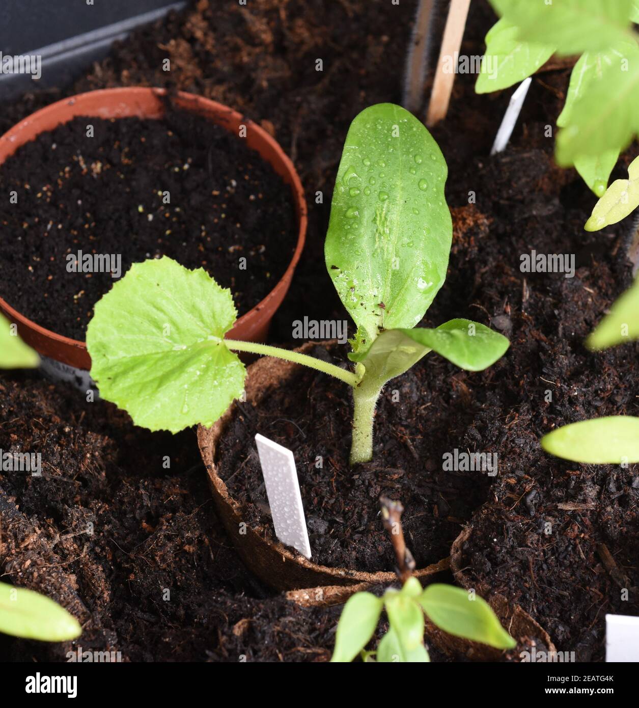 Jeune plant de courgettes Banque de photographies et d’images à haute ...