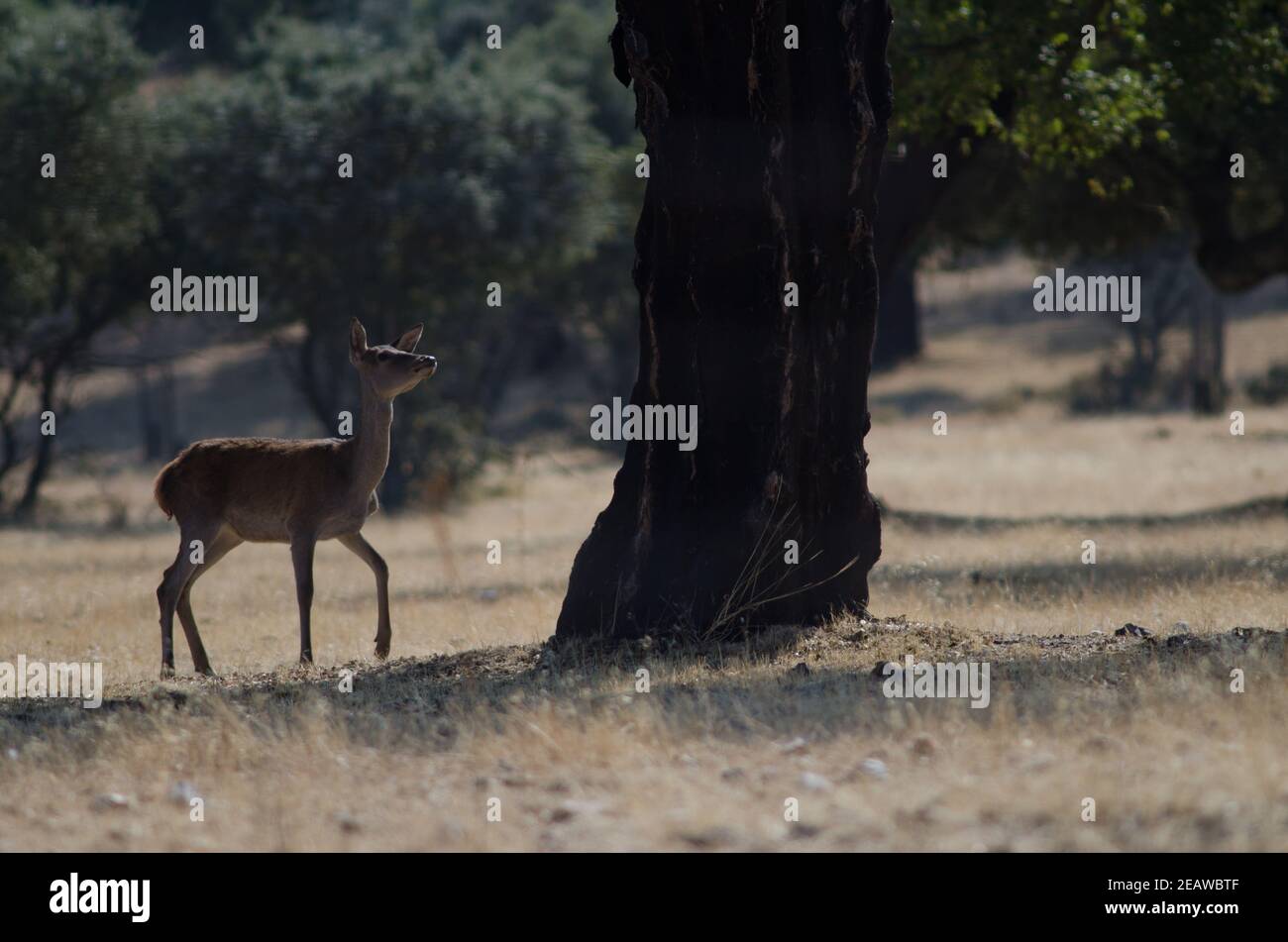 Animal de cerf rouge Banque de photographies et d’images à haute ...