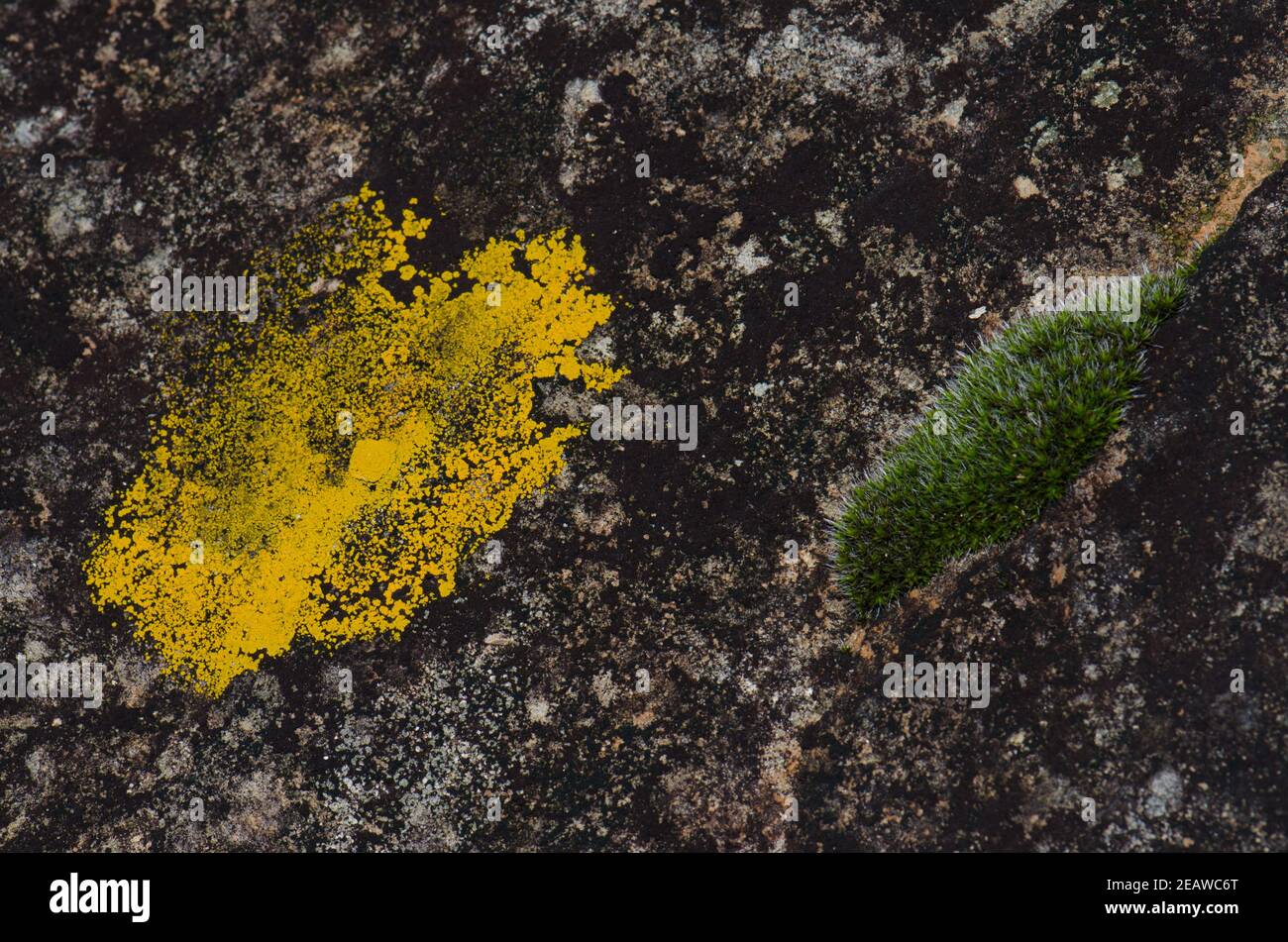 Rochers recouverts de mousse et de lichen Banque de photographies et d ...