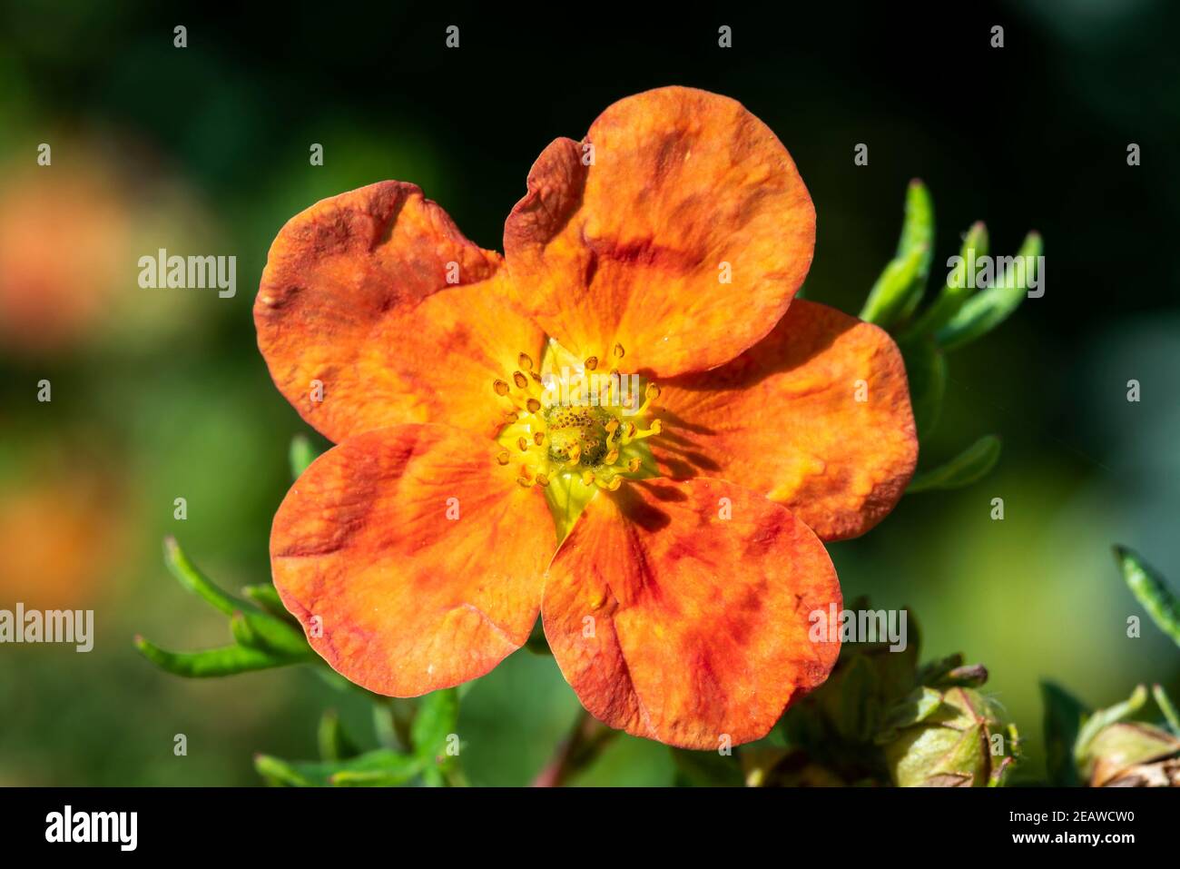 Potentilla fruticosa red Banque de photographies et d’images à haute ...
