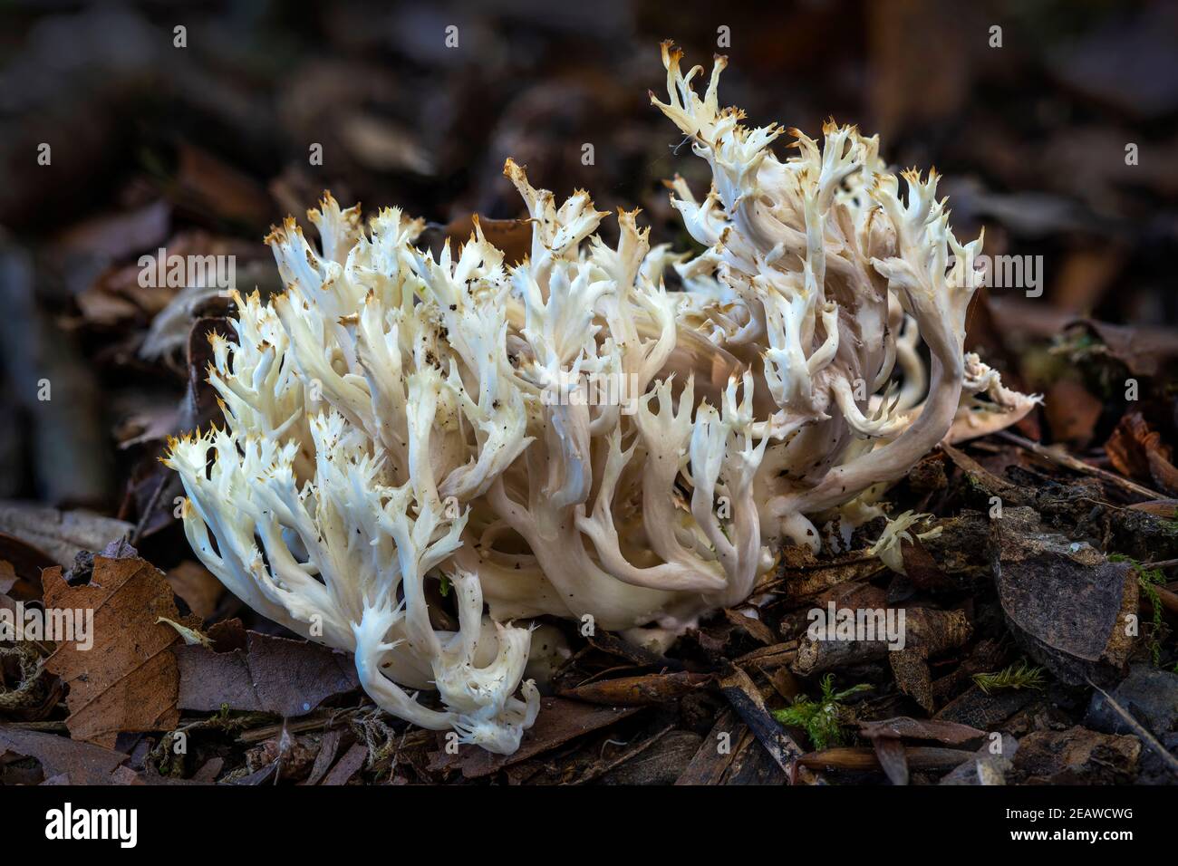 Champignon de corail blanc comestible Banque de photographies et d ...