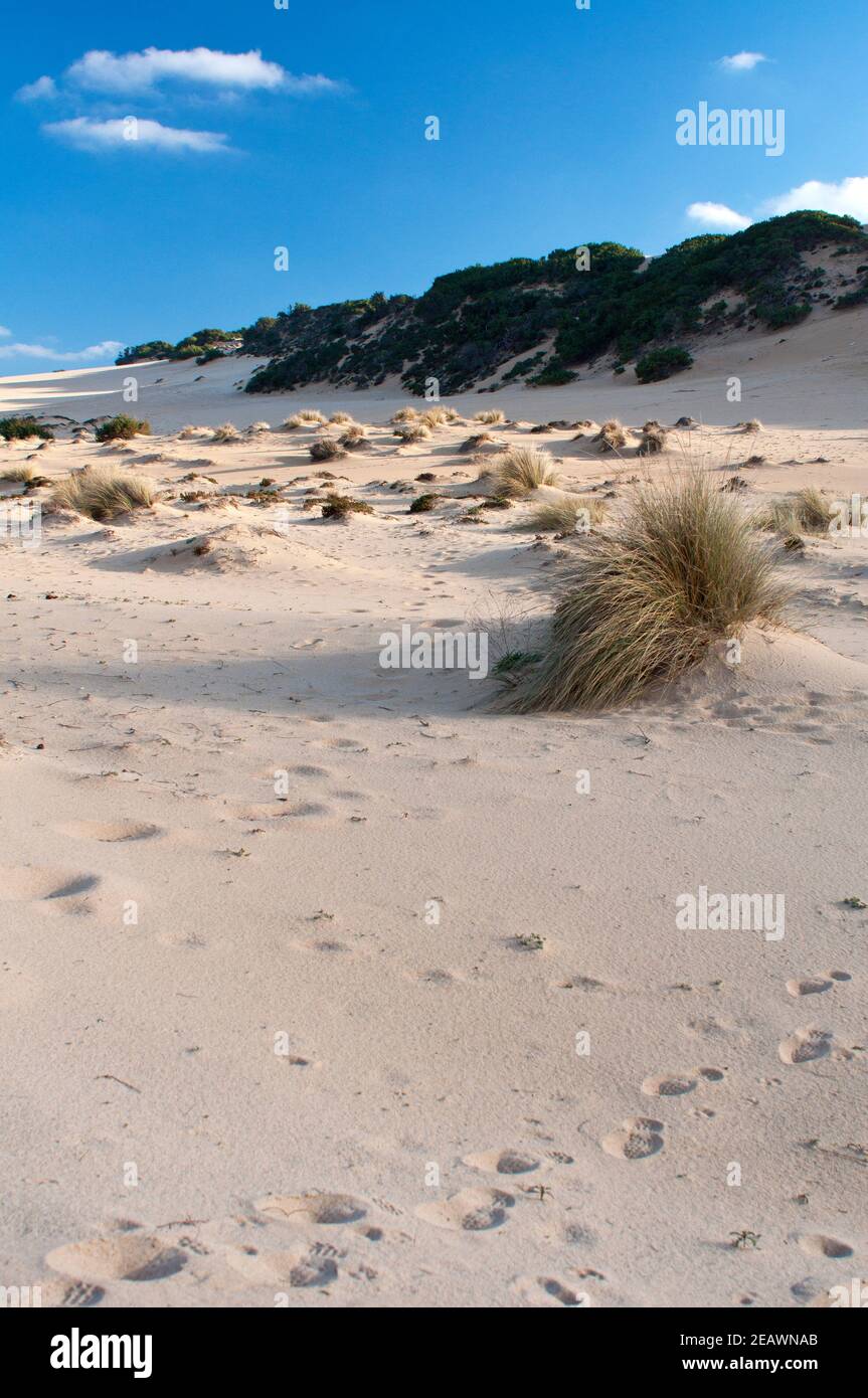 Medio campidano Banque de photographies et d’images à haute résolution ...