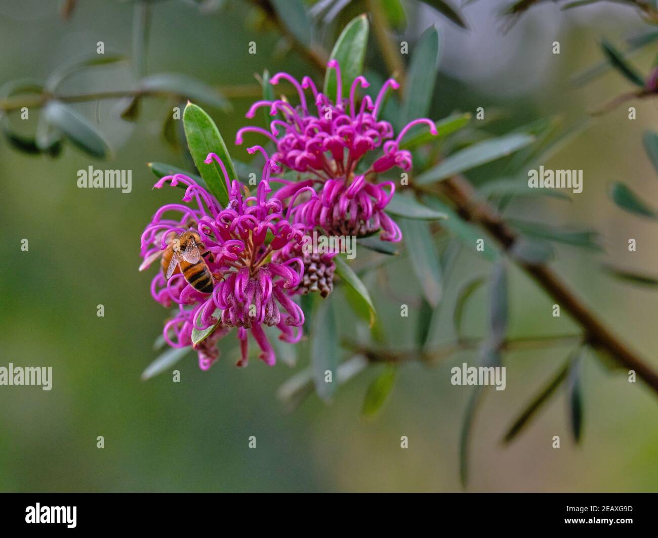Fleur d'araignée Banque de photographies et d’images à haute résolution ...