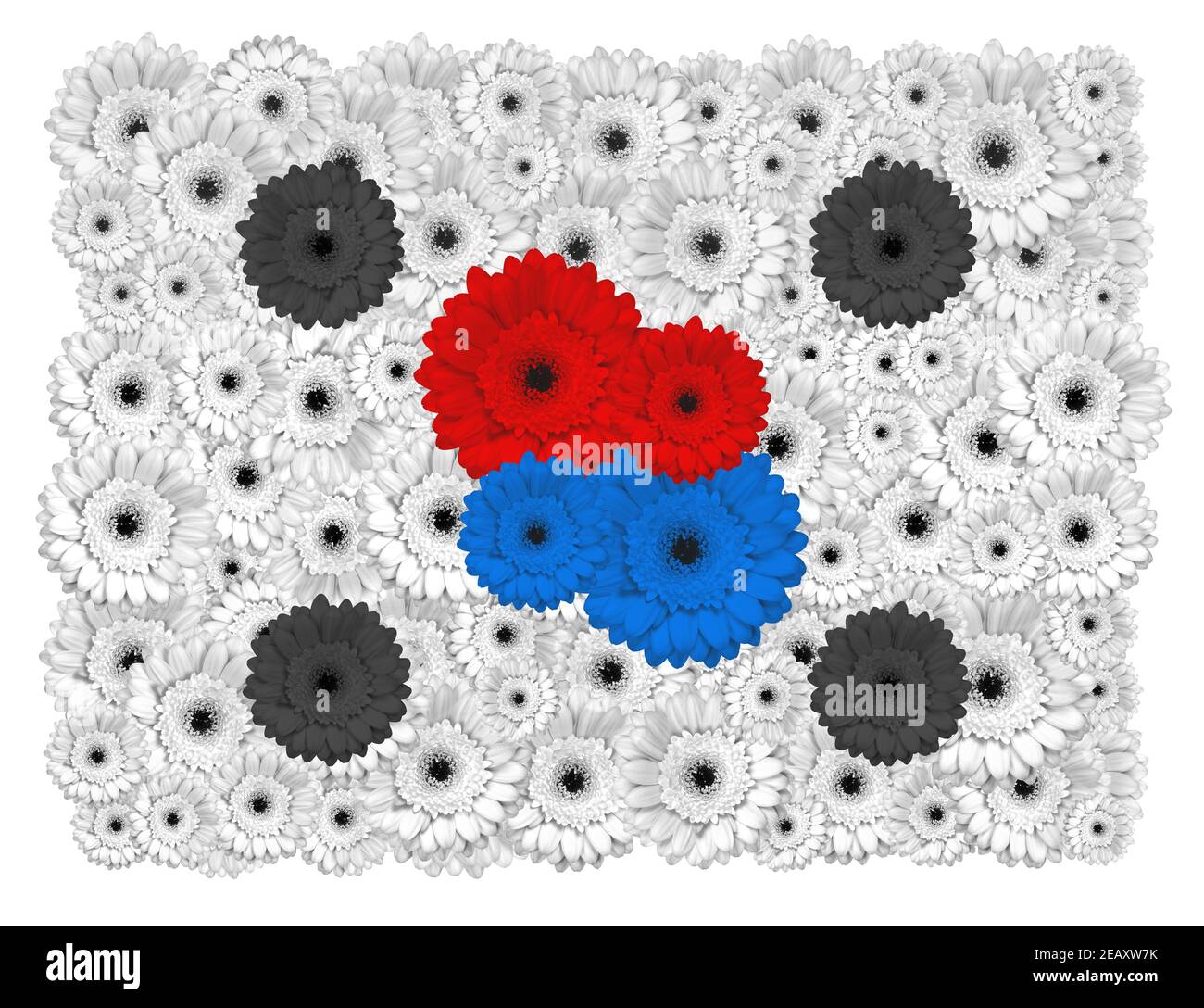 Korean national flower Banque d'image et photos - Alamy